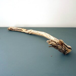 Driftwood Stick Burled Wood Sea Worn Sun Bleached Beach Find Long ...
