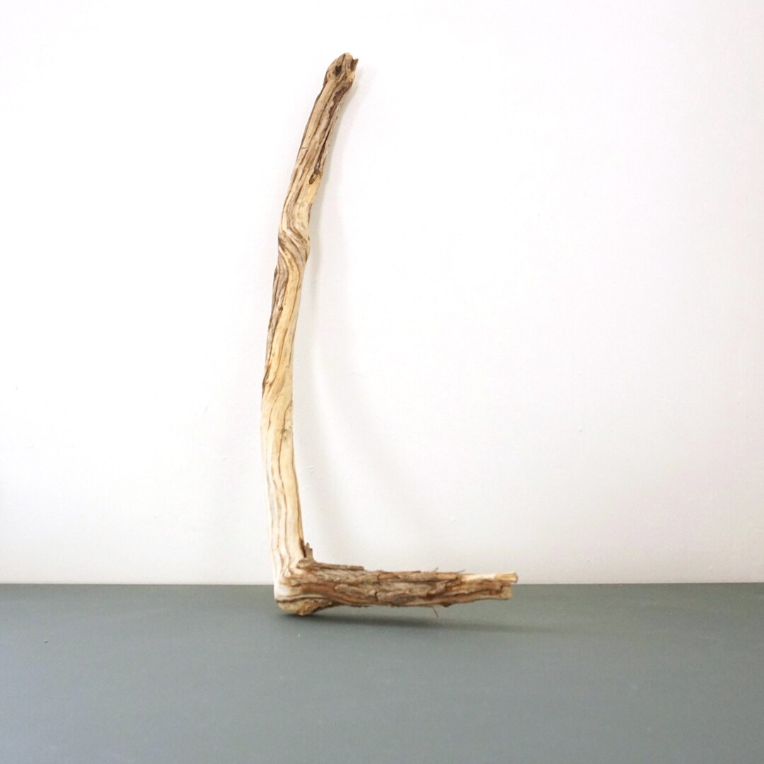 Driftwood Stick Burled Wood Sea Worn Sun Bleached Beach Find Long ...