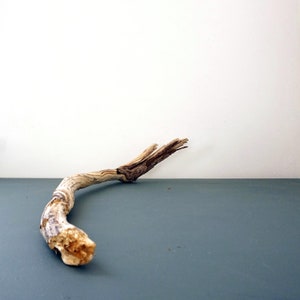 Driftwood Stick Burled Wood Sea Worn Sun Bleached Beach Find Long ...