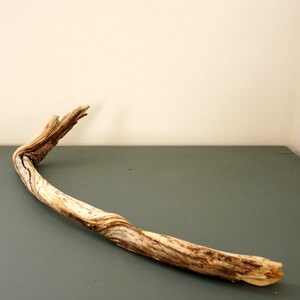 Driftwood Stick Burled Wood Sea Worn Sun Bleached Beach Find Long ...
