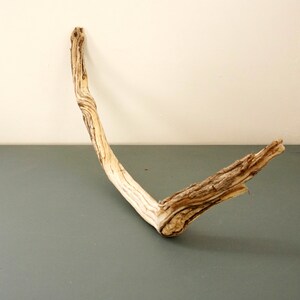 Driftwood Stick Burled Wood Sea Worn Sun Bleached Beach Find Long ...