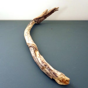 Driftwood Stick Burled Wood Sea Worn Sun Bleached Beach Find Long ...