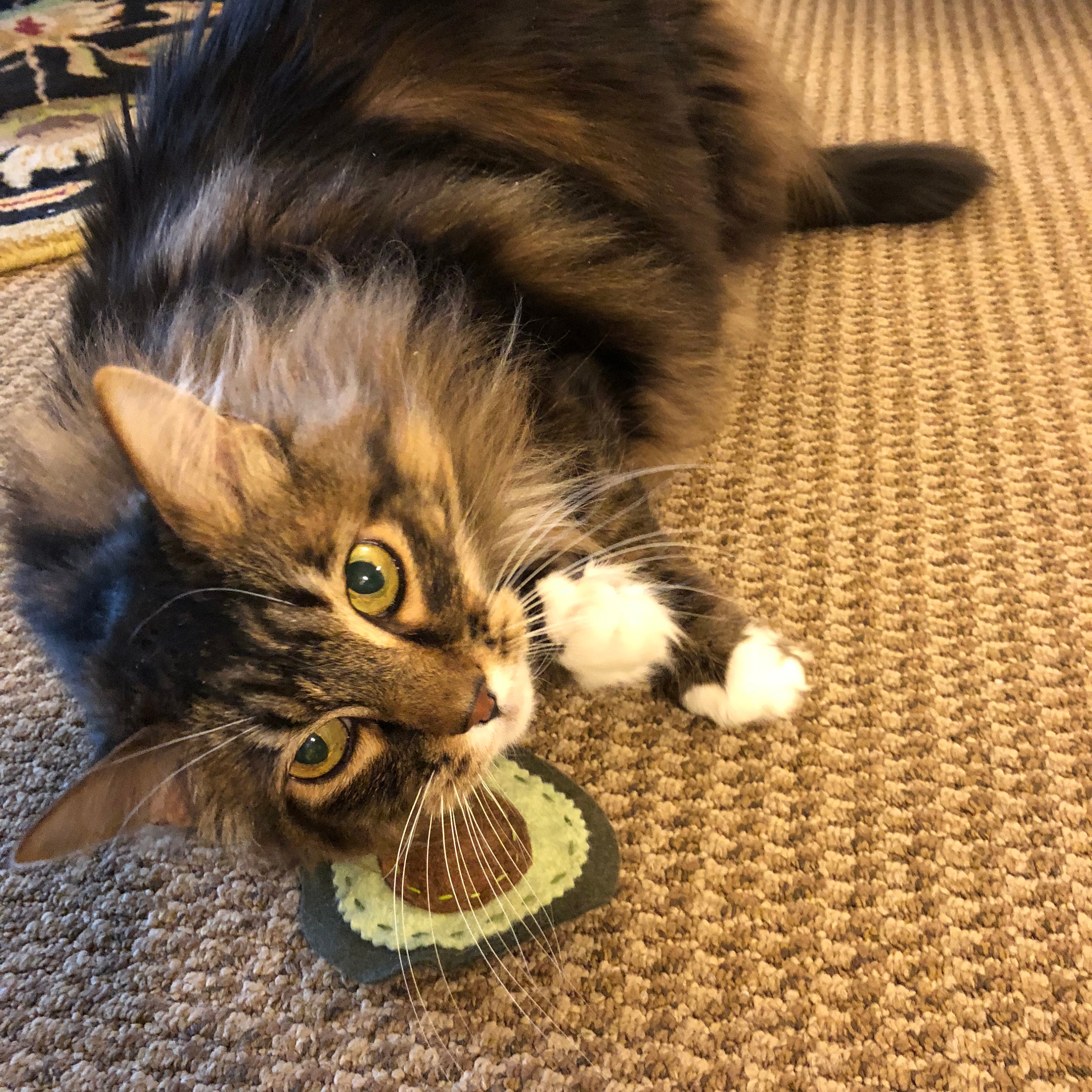 Avocado cat toy organic catnip wool-blend felt | Etsy Avocado cat toy organic catnip wool-blend felt | Etsy