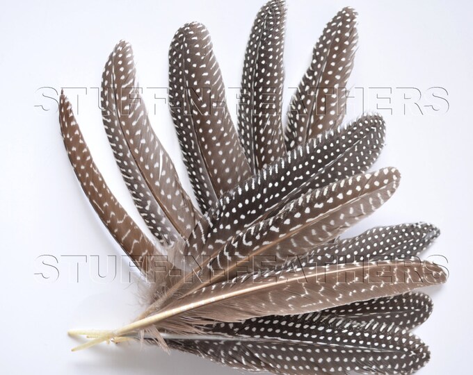 Guinea Fowl Wing Feathers Natural Black Brown Polka Dot Loose - Etsy