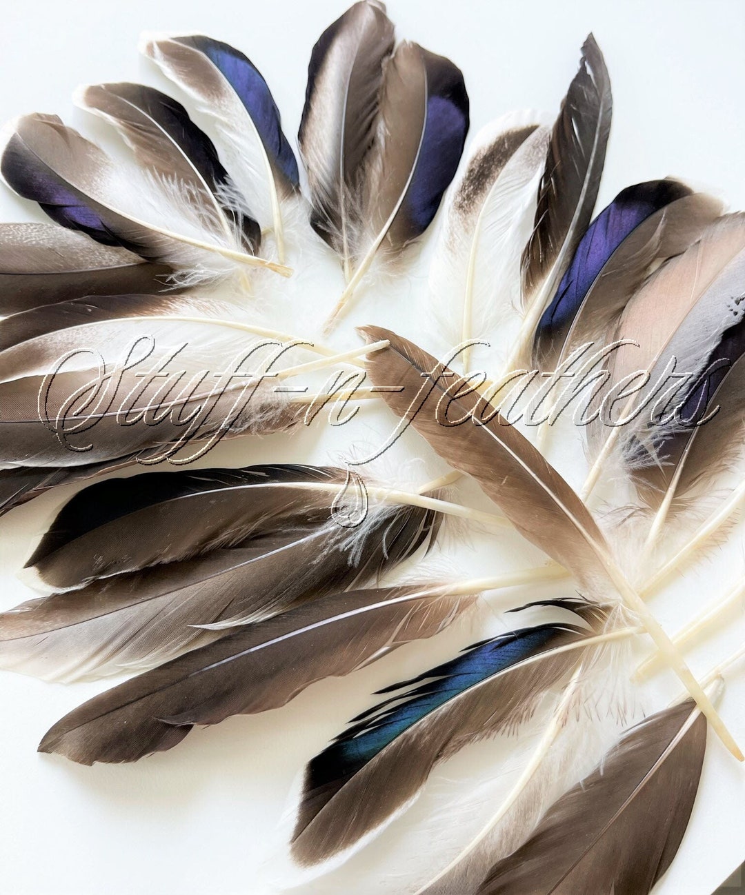 Mallard Duck Feathers Mixed, Brown Variety of Natural Duck Feathers ...
