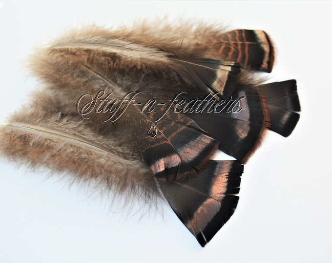 Turkey Feathers Natural Bronze Brown Black Iridescent Real - Etsy