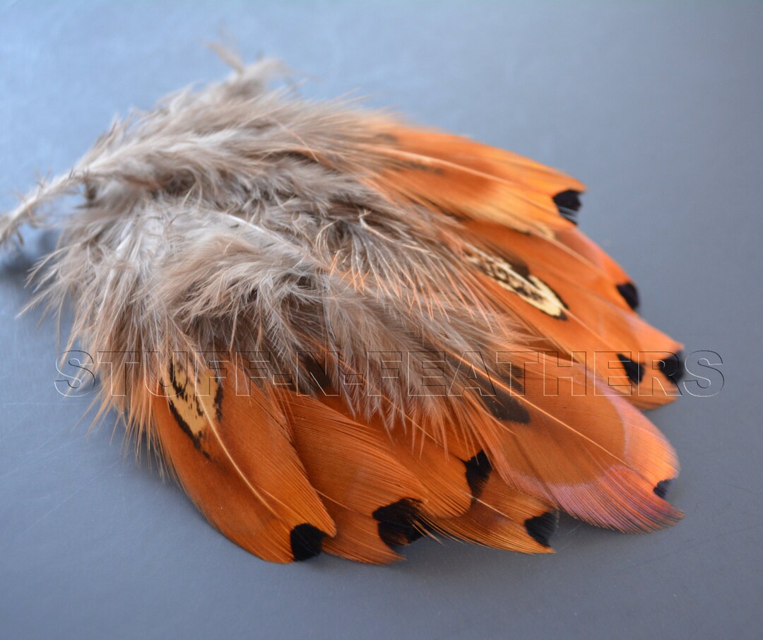 Ringneck Pheasant Feathers, Natural Plumage Gold Sides, 20 Small Loose ...