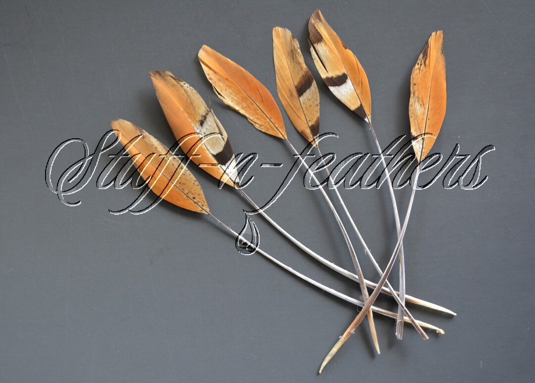 Reeves Pheasant Tail Feathers Stripped, Natural Brown Real Feathers for ...