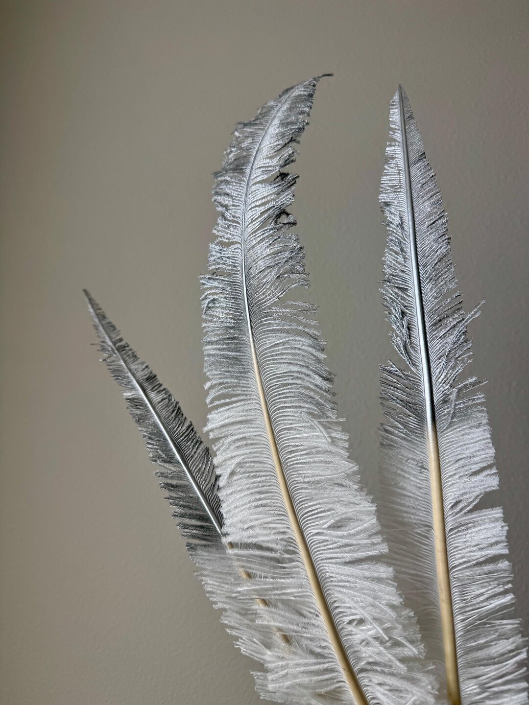 Silver Tip Feathers Long Natural White OSTRICH Feathers, Silver Dipped ...