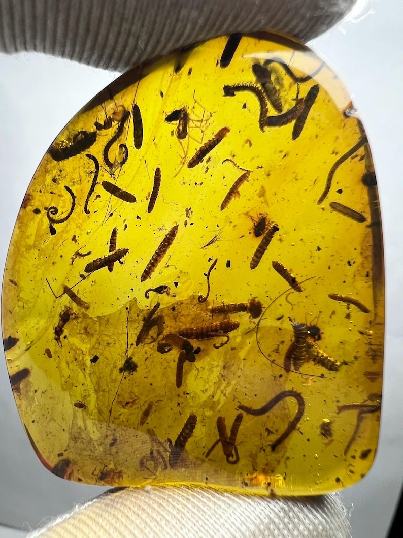 Genuine Natural Jurassic Ancient Insect Amber Rare Paleontological ...