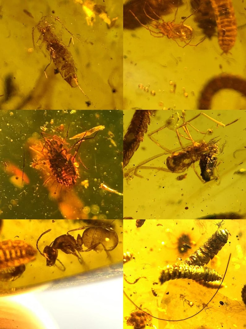 Genuine Natural Jurassic Ancient Insect Amber Rare Paleontological ...