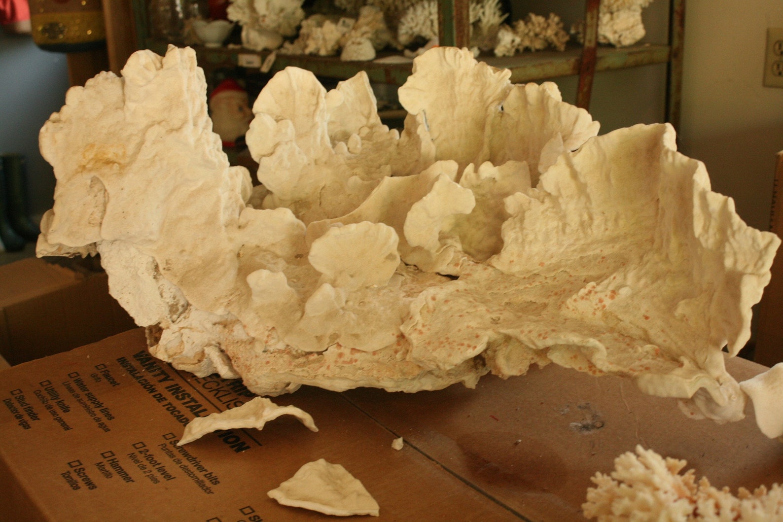 24 Lbs Large Ivory Coral Vintage Coral Branch Specimen - Etsy
