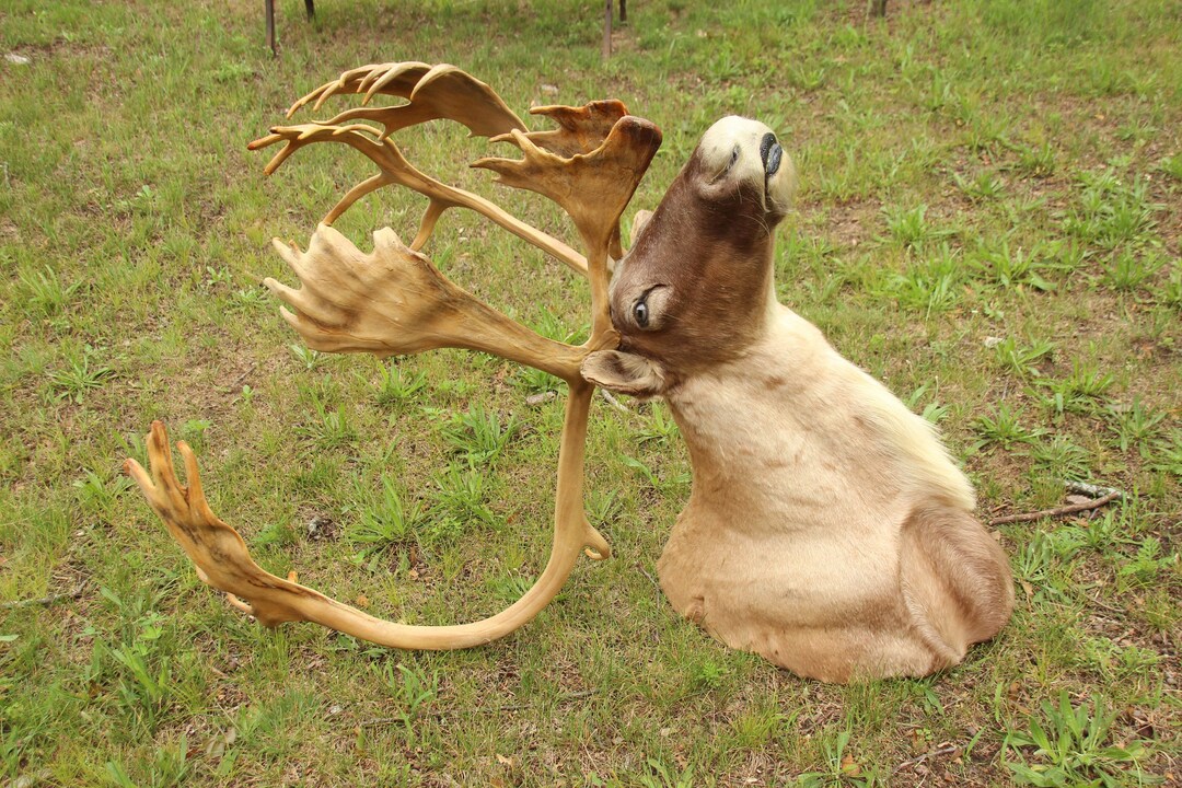Real Caribou, Shoulder Mount, Reindeer, Taxidermy, Fur, Large Animal ...