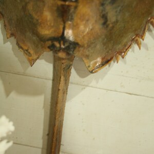 22 Inch, Horseshoe Crab, Beach Decor, Home Decor, Crab, Taxidermy ...