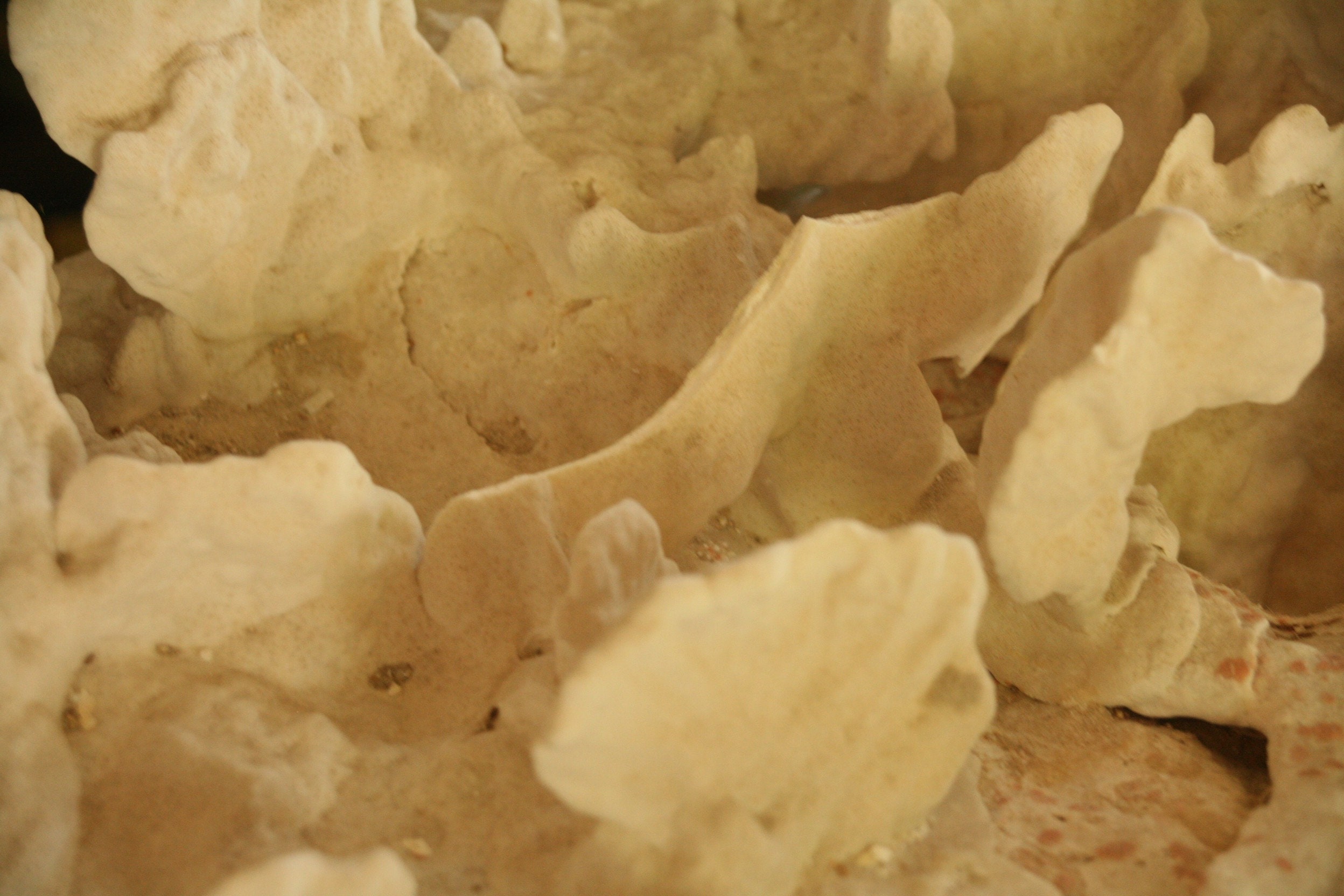 24 Lbs Large Ivory Coral Vintage Coral Branch Specimen - Etsy