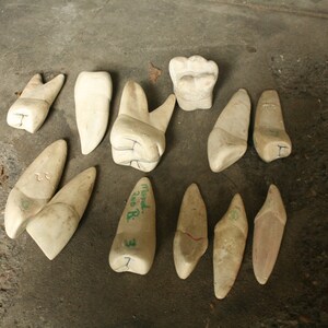 Set of 12 Large Chalk Teeth, Teaching Aid, Display, Dental, Dentist ...