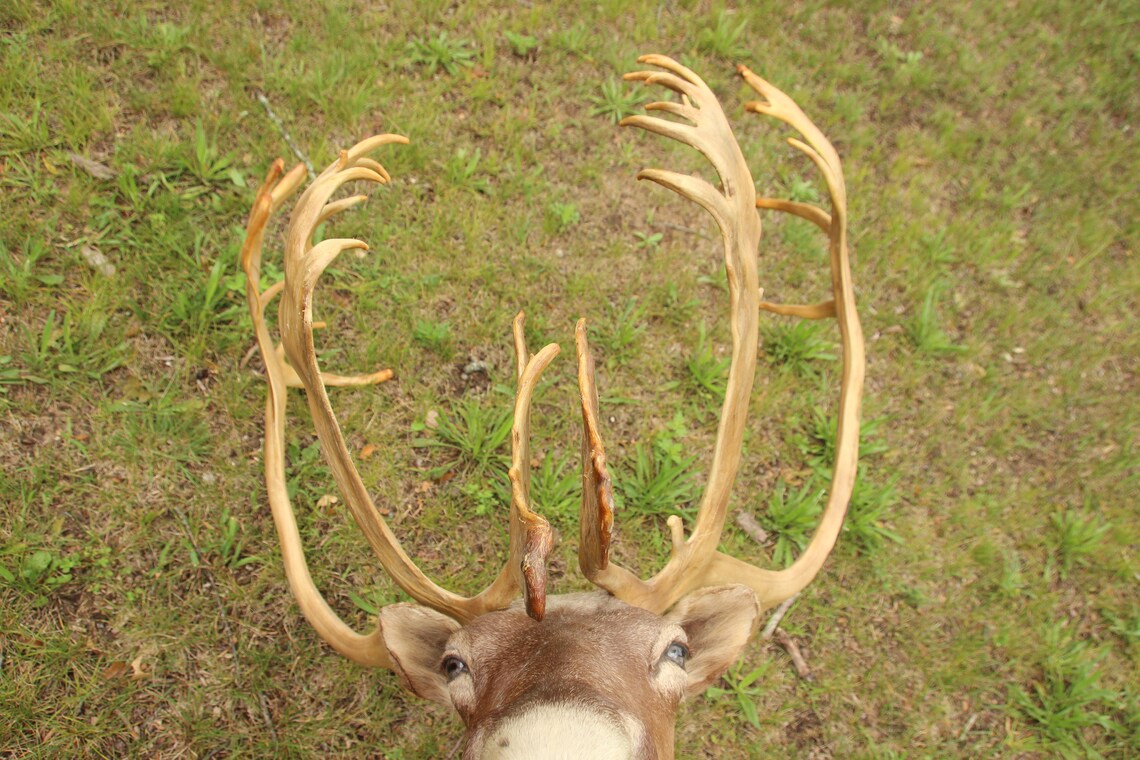 Real Caribou Shoulder Mount Reindeer Taxidermy Fur Large - Etsy