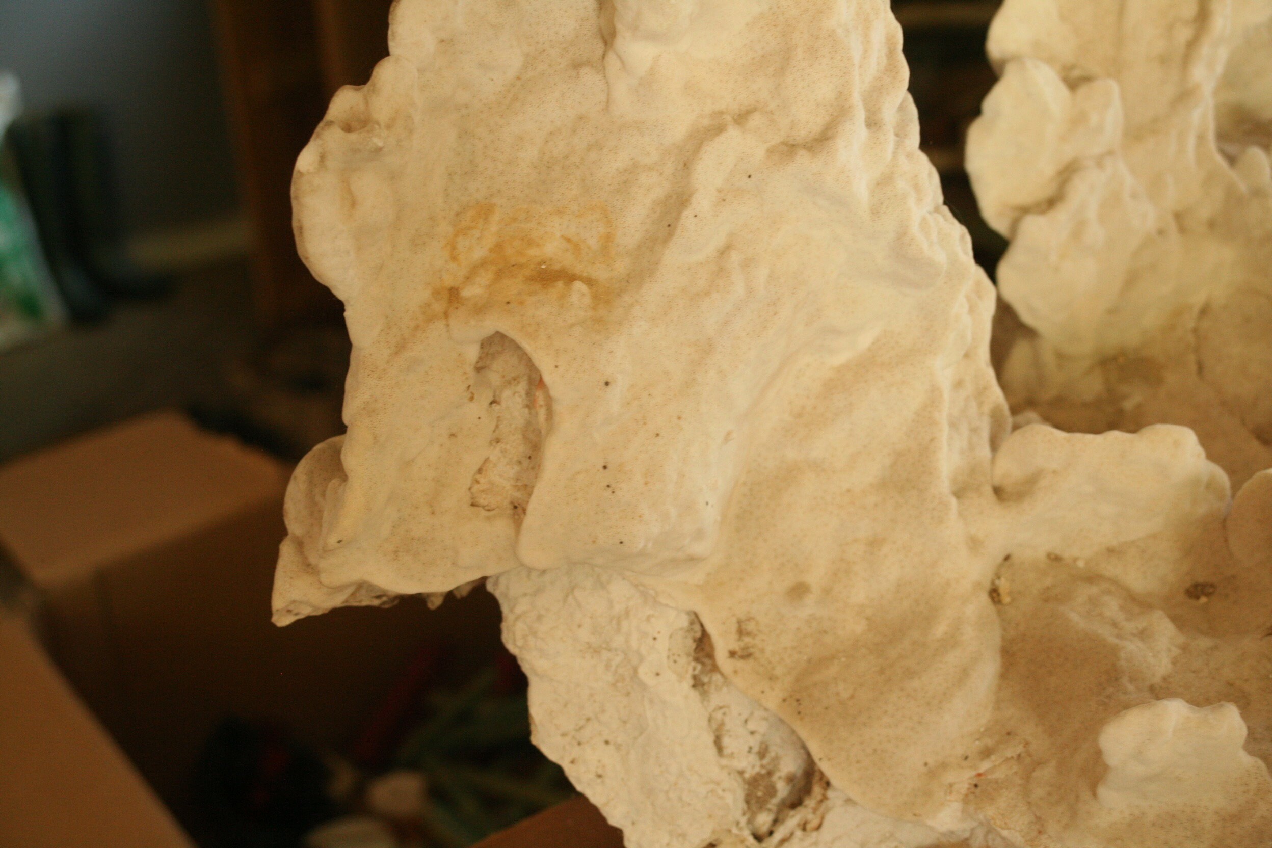 24 Lbs Large Ivory Coral Vintage Coral Branch Specimen - Etsy