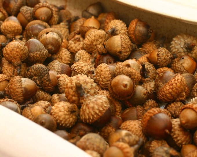 100 Plus Natural Acorns, Dried Acorns, Home Decor, Wedding Decor ...