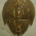 22 Inch Horseshoe Crab Beach Decor Home Decor Crab - Etsy