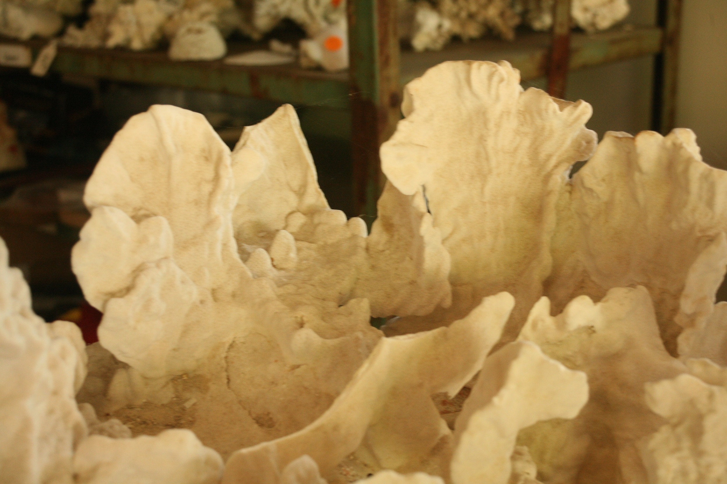 24 Lbs Large Ivory Coral Vintage Coral Branch Specimen - Etsy