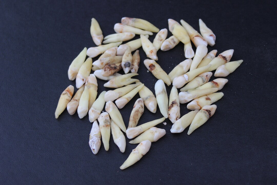 HALLOWEEN SALE Set of 53, Creepy Human Teeth, Dental Teaching Aid ...