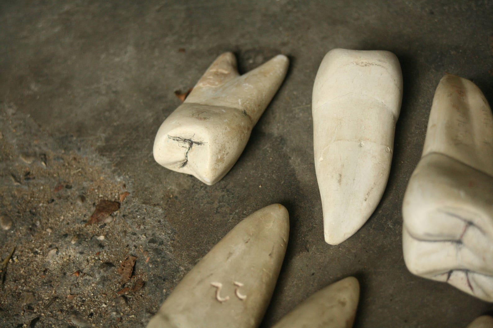 Set of 12 Large Chalk Teeth Teaching Aid Display Dental | Etsy