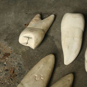 Set of 12 Large Chalk Teeth, Teaching Aid, Display, Dental, Dentist ...
