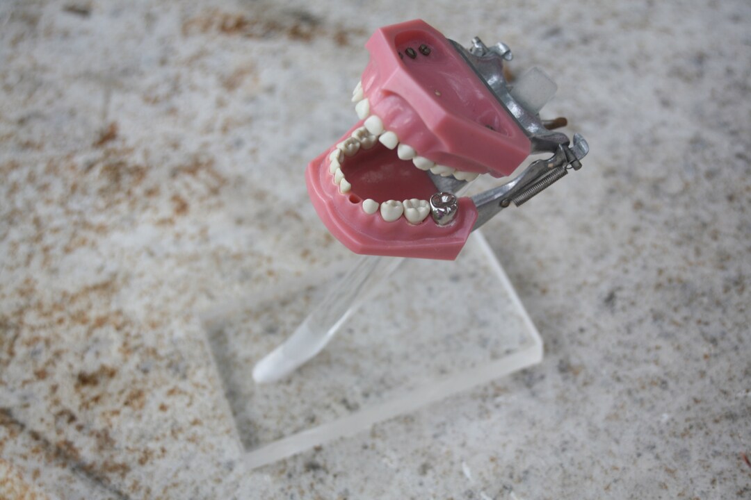 Dental Display,teaching Aid Teeth, Display, Vintage Learning Aid ...