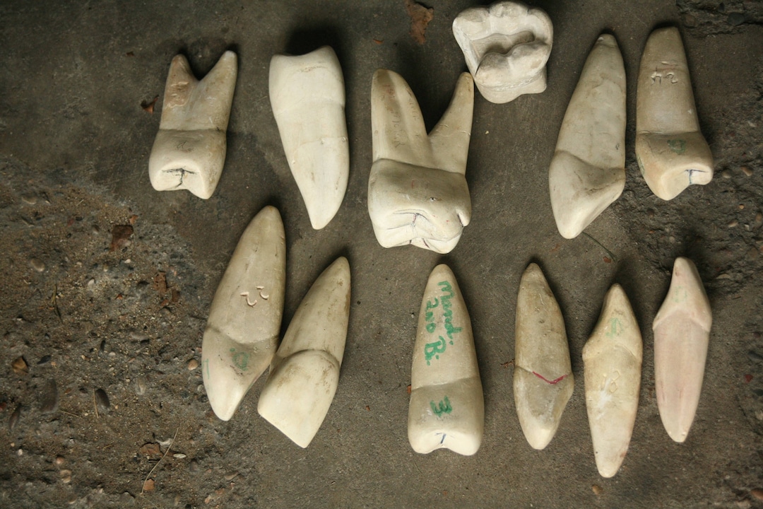 Set of 12 Large Chalk Teeth, Teaching Aid, Display, Dental, Dentist ...