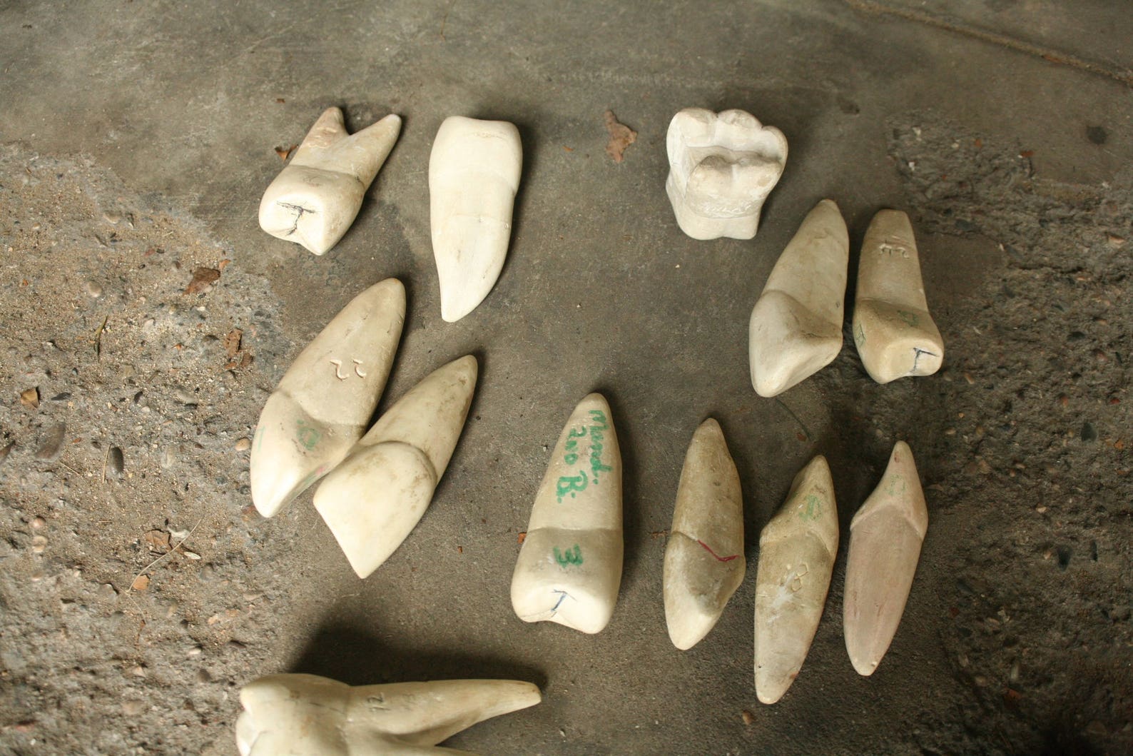 Set of 12 Large Chalk Teeth Teaching Aid Display Dental | Etsy