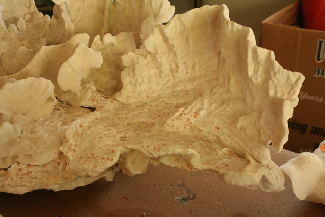 24 Lbs Large Ivory Coral Vintage Coral Branch Specimen - Etsy