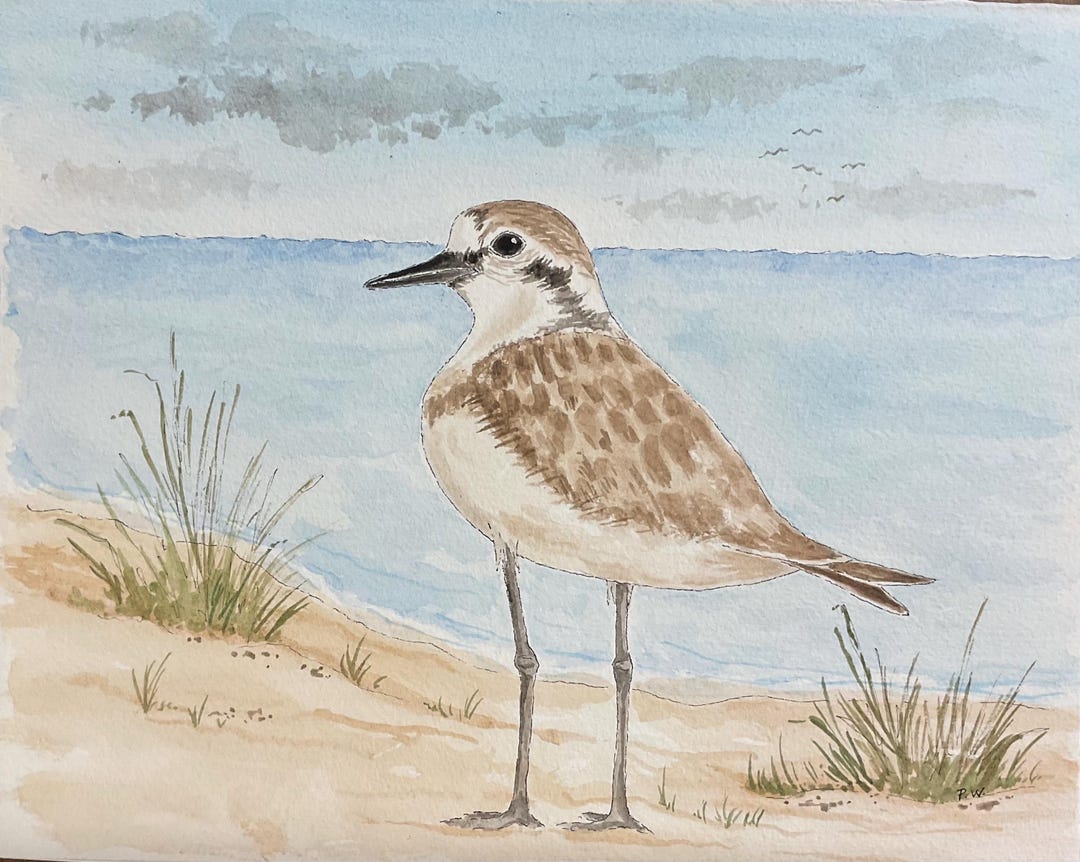 Watercolor Plover Shorebird Painting: Coastal Seascape Art - Etsy