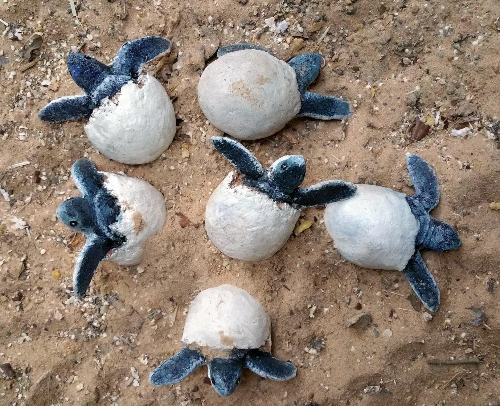 Turtle Eggs Hatching Video
