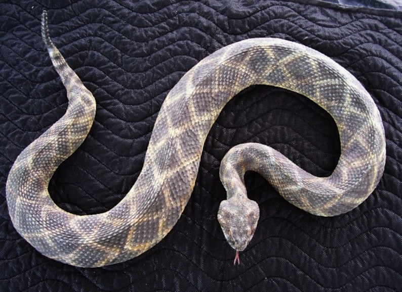 Four Foot Diamondback Rattlesnake, Reptile Artist Sculpture - Etsy
