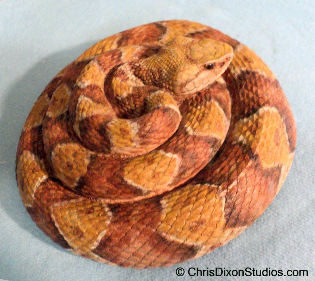 Copperhead Snake Sculpture, 36 Inch Coiled - Etsy