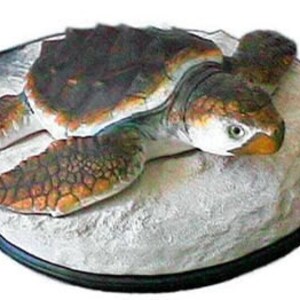 Loggerhead Sea TURTLE 12 X 4 Inches Artist Statue - Etsy