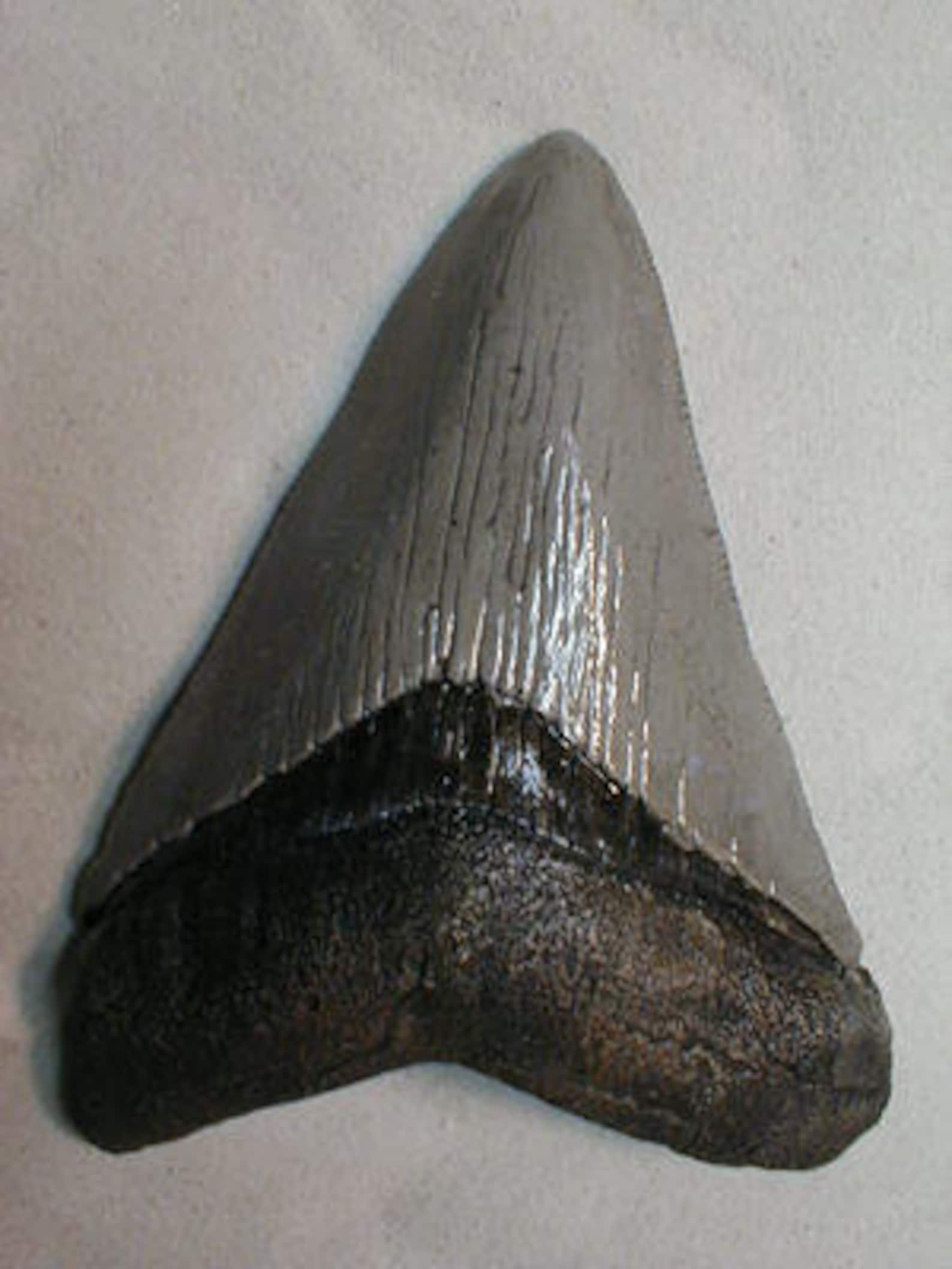 Fossil Shark Tooth Replica Sculpture 5.5 X 4 In - Etsy