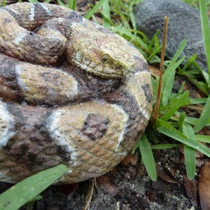 Copperhead Snake Sculpture, 36 Inch Coiled - Etsy