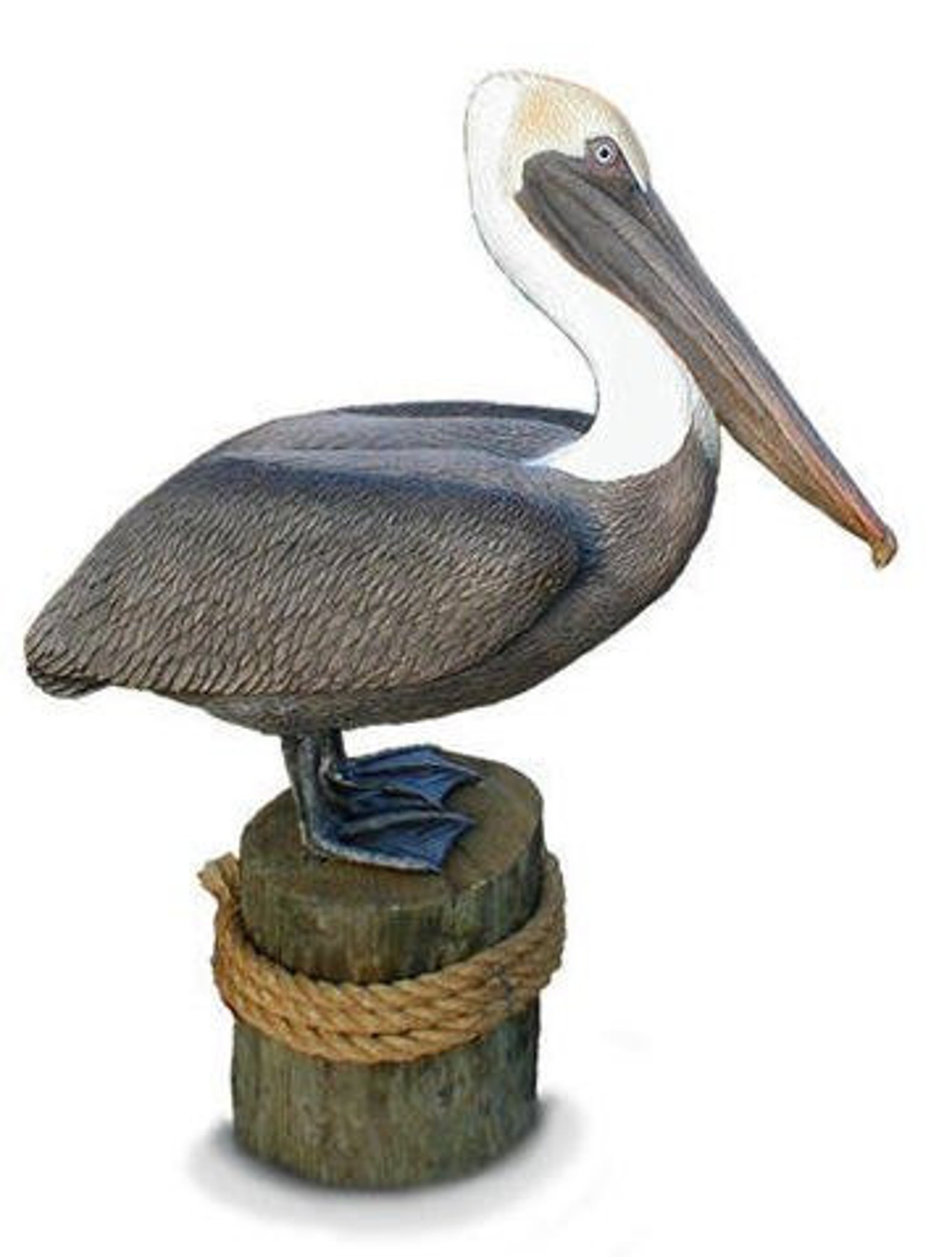 Life Size BROWN PELICAN Sculpture, Limited Ed. Statue - Etsy