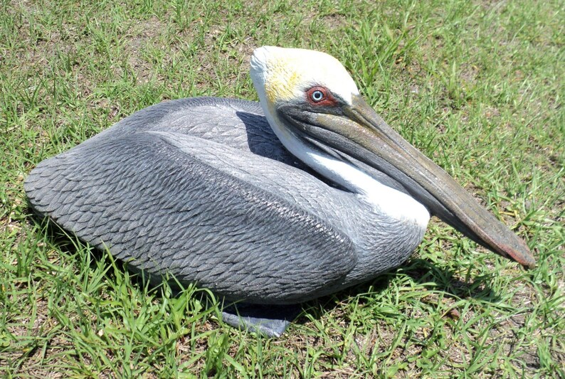 Lifesize Brown Pelican Sitting Large Statue, Limited Ed. Artist ...