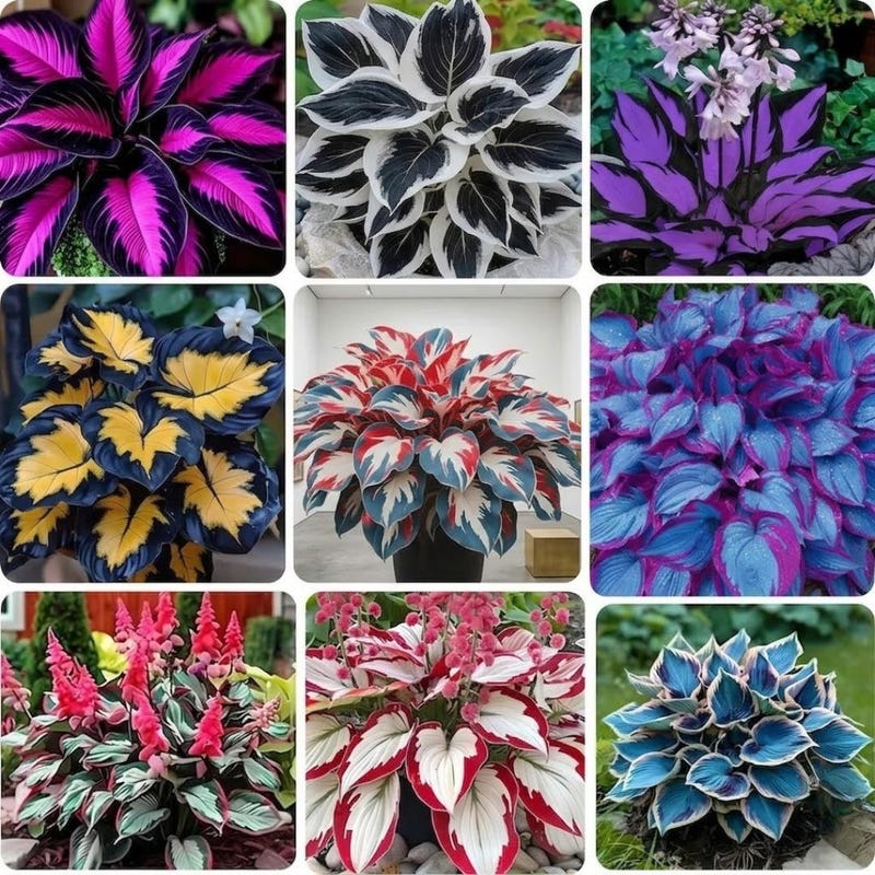 Premium Rare Hosta Seeds - Etsy