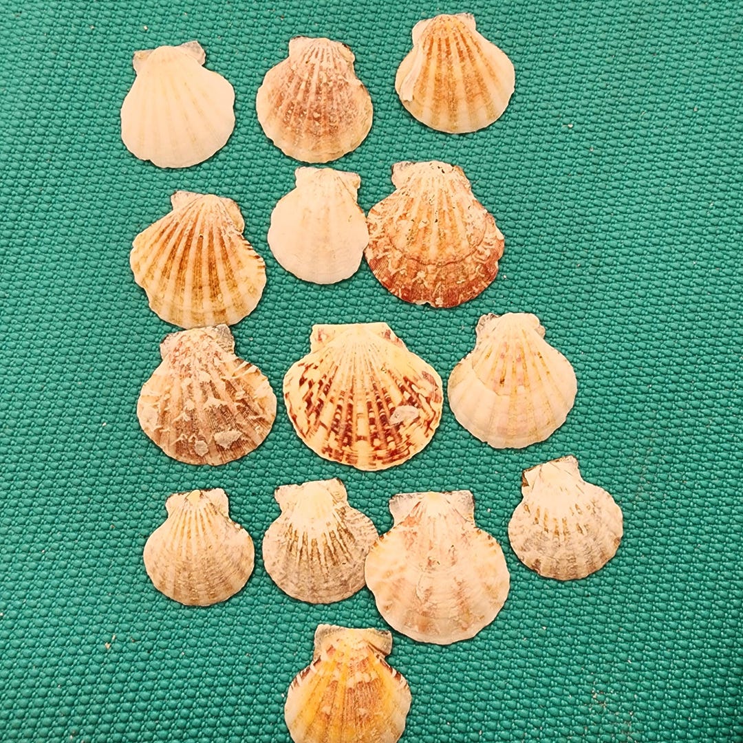 Colorful Scallop Shells for Crafts, Natural Beach Seashells, Ocean ...