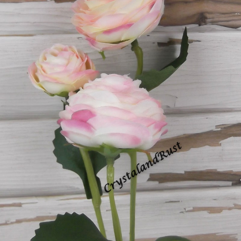 Peach Ranunculus - Etsy