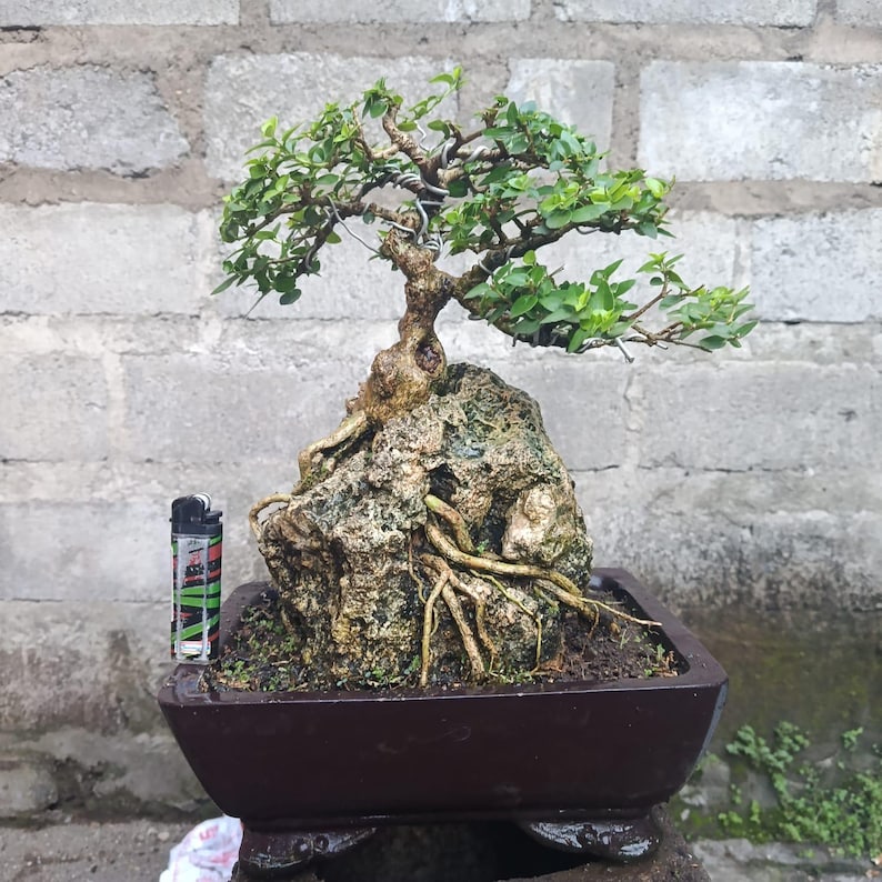 Premna Microphylla Ontherock Bonsai Tree Small Size - Etsy
