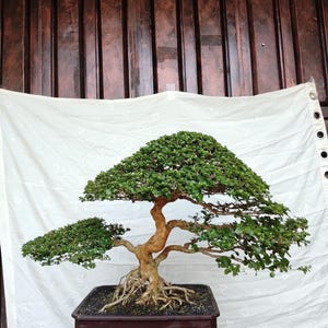 Premna Microphylla Medium Size Bonsai Tree | Live Trees - Etsy