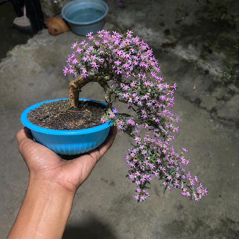 Bluebell Bonsai Tree - Etsy UK