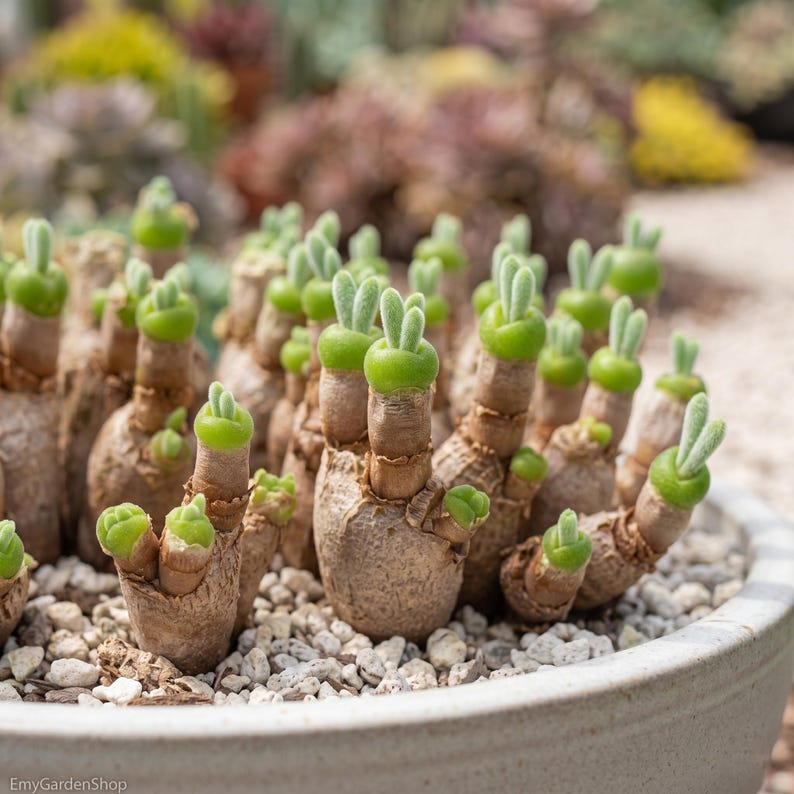 100 Bunny Ear Succulent Seeds – Cute Monilaria for Whimsical Garden ...