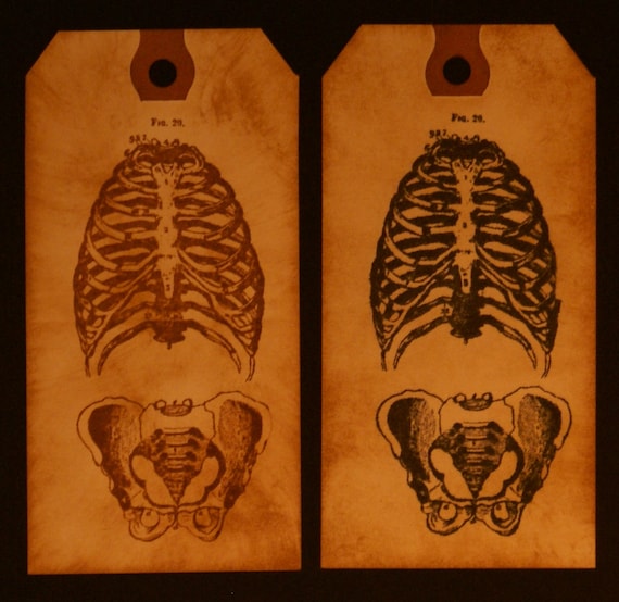 Items similar to Torso Gift Tags (Toe Tags) on Etsy