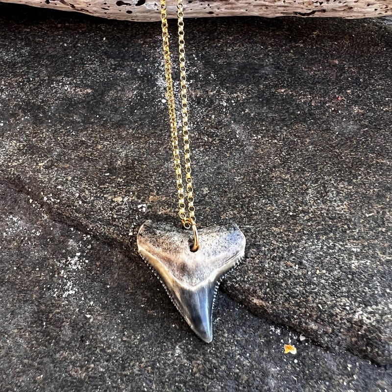 Shark Tooth Necklace - Etsy